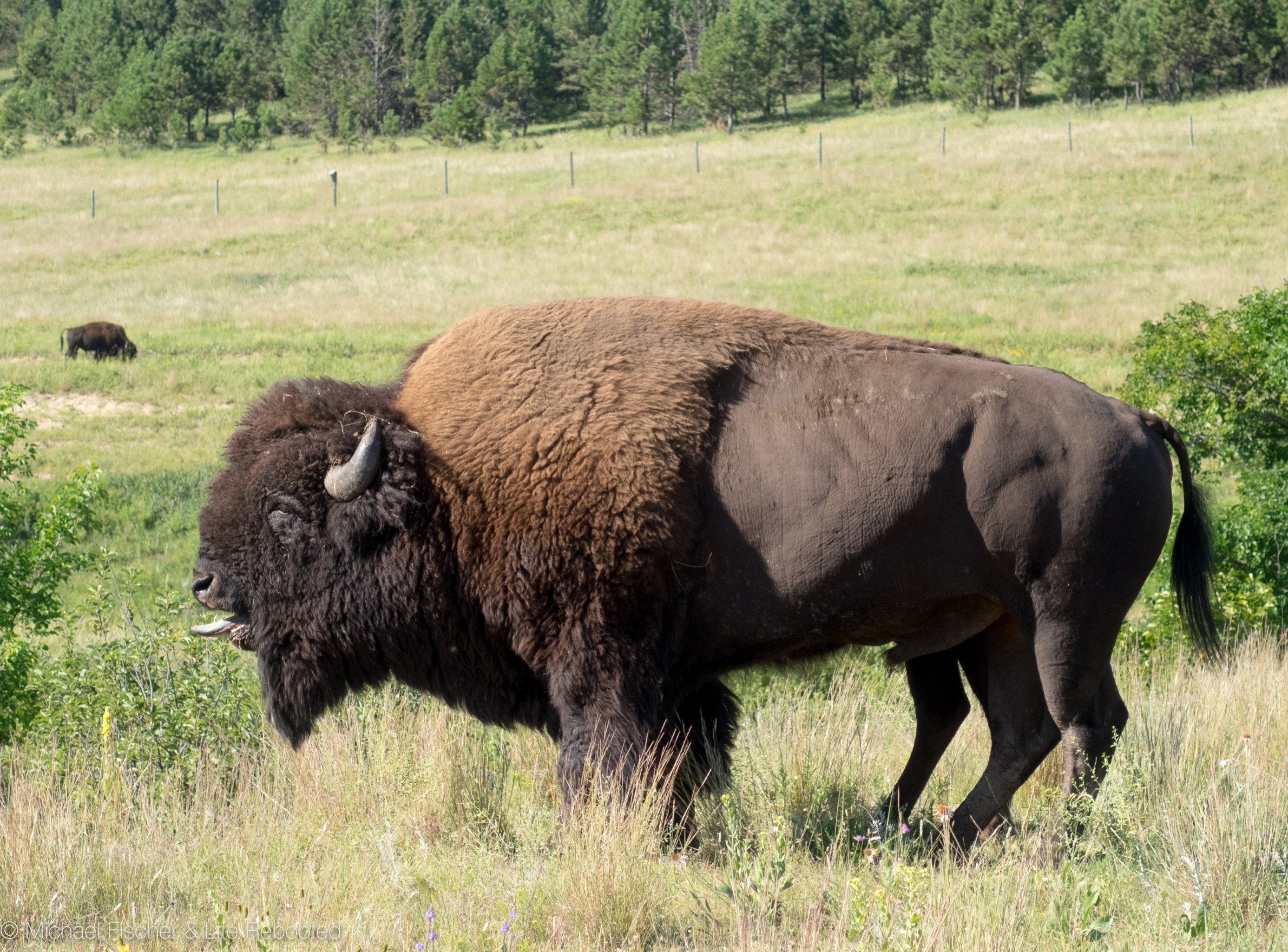 Life Rebooted – Where the Buffalo Roam…